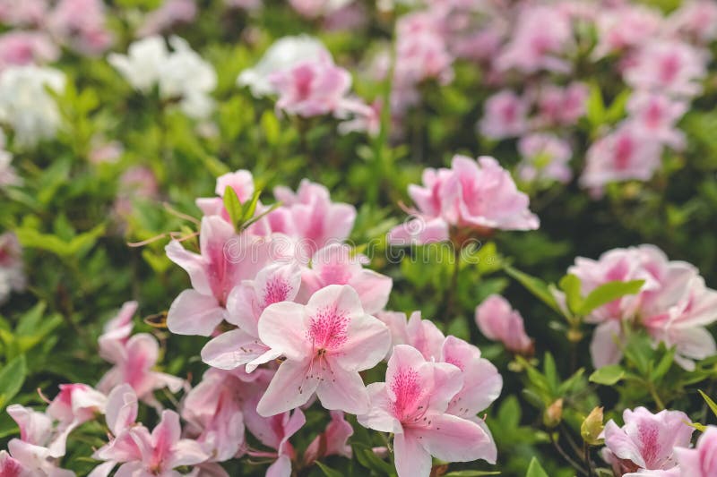 A Pink Azalea Flowers, Plants Growing at Park Stock Image - Image of ...