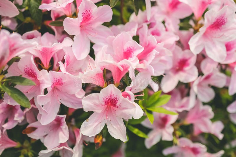 A Pink Azalea Flowers, Plants Growing at Park Stock Image - Image of ...