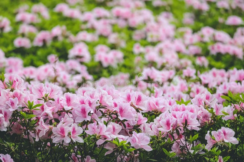 A Pink Azalea Flowers, Plants Growing at Park Stock Image - Image of ...