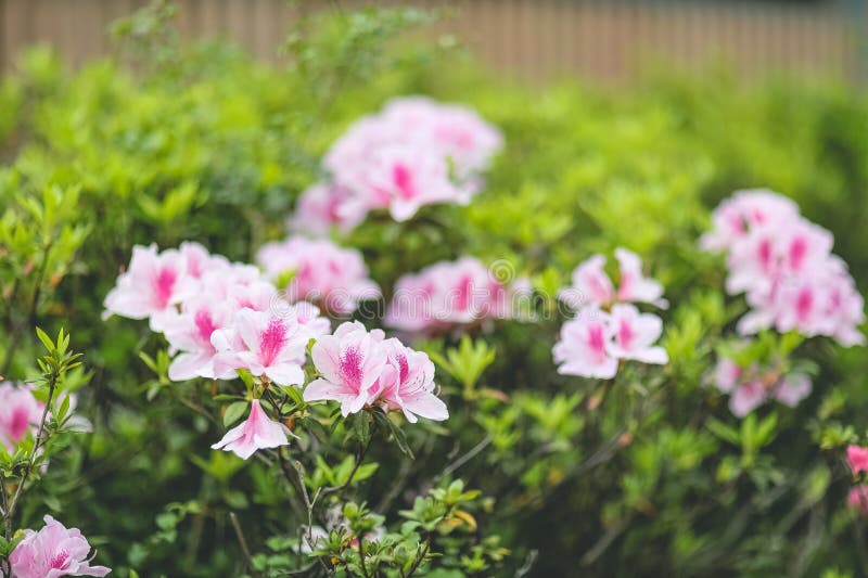A Pink Azalea Flowers, Plants Growing at Park Stock Image - Image of ...