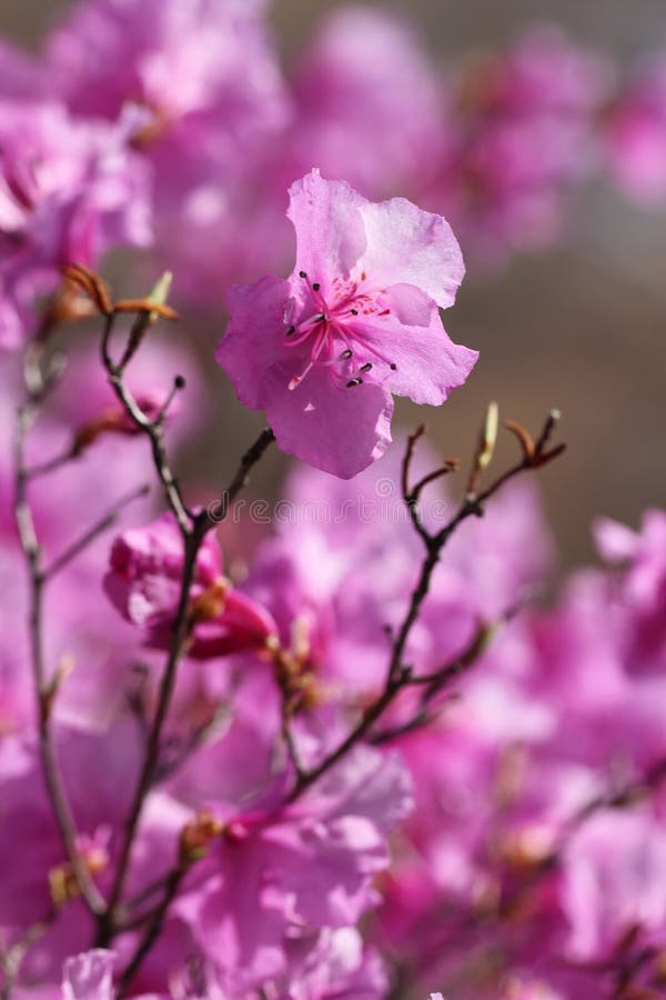 Pink Azalea Flowers in Spring Stock Photo - Image of beauty, azalea ...