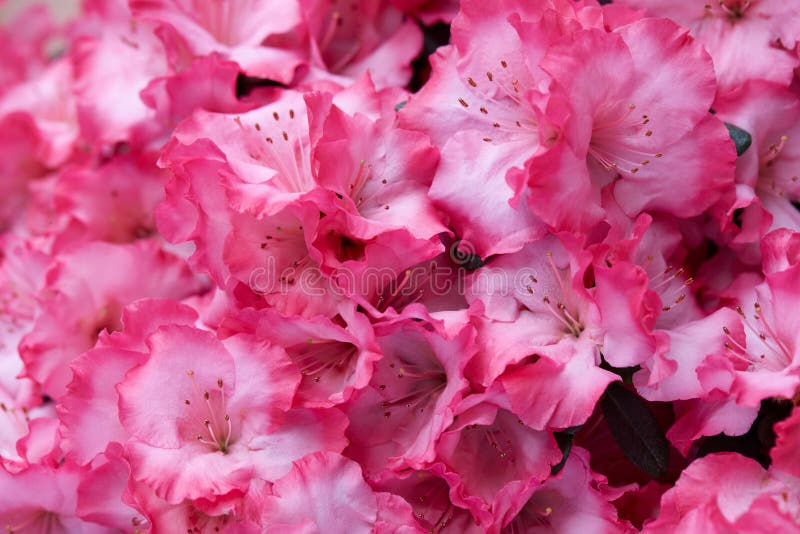Pink Azalea Flowers Texture Background Stock Image - Image of colorful ...