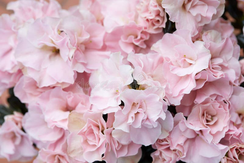 Pink Azalea Flowers Texture Background Stock Image - Image of colorful ...