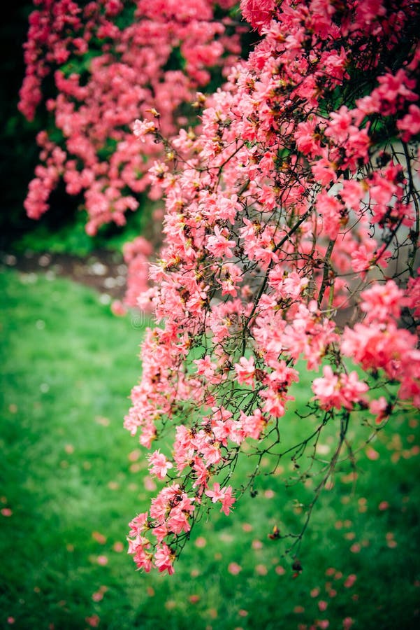 Pink Azalea in the Garden in Spring Stock Image - Image of flowers ...