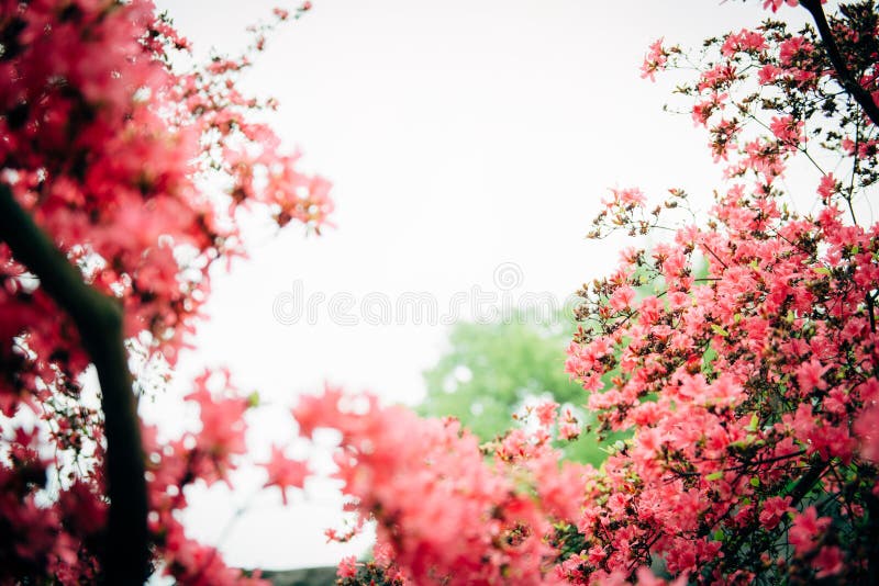 Pink Azalea in the Garden in Spring Stock Image - Image of flowers ...