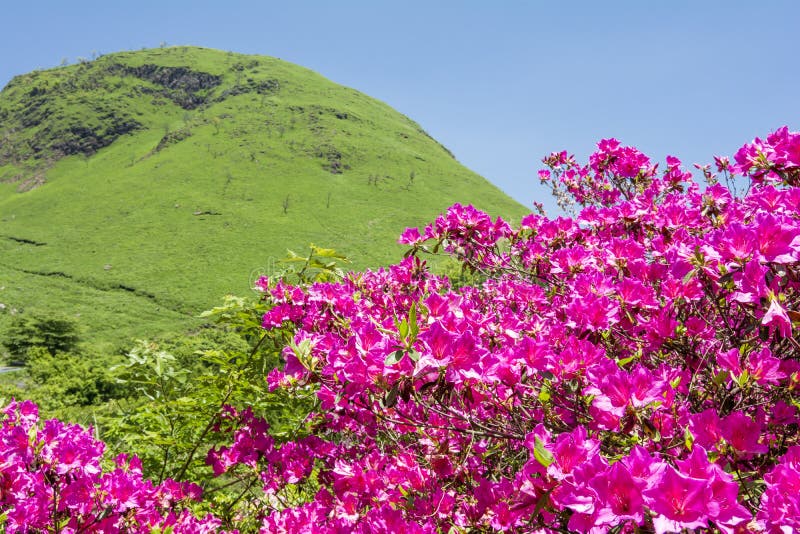 Pink azalea and hill stock image. Image of japan, floral - 43591117