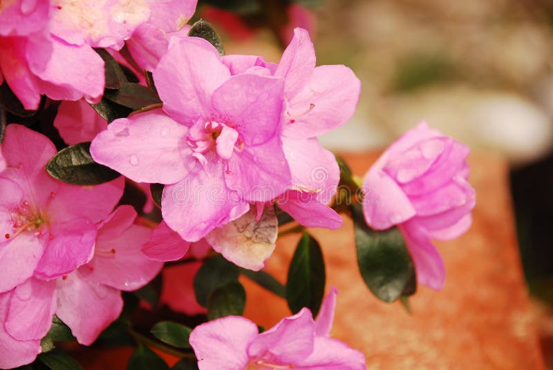 Pink Azalea Kirin stock image. Image of shrubs, flower - 37246685