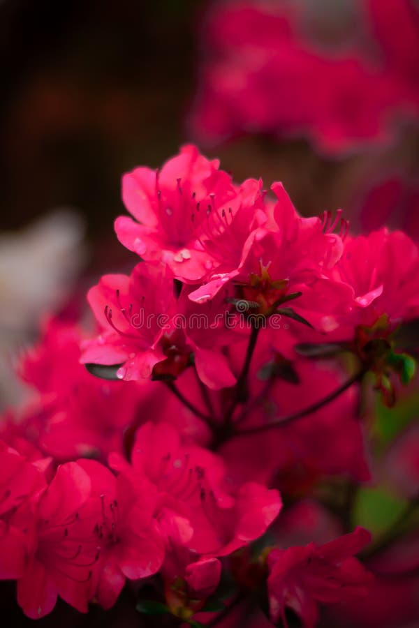 Pink Azalea Plant in the Garden Stock Image - Image of fresh, isolated ...