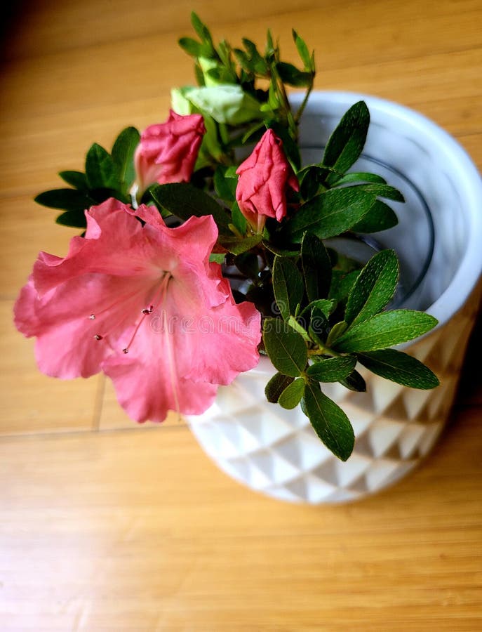 Pink azalea in a pot stock photo. Image of leaf, pink - 262408660