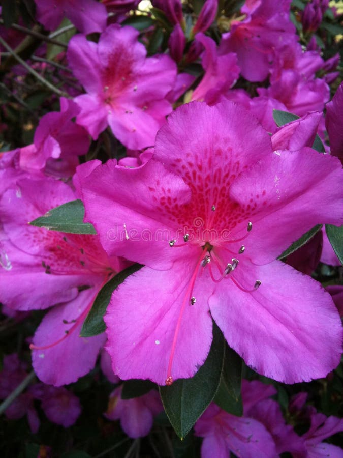 Pink azalea stock image. Image of blooms, azalea, pink - 71694305
