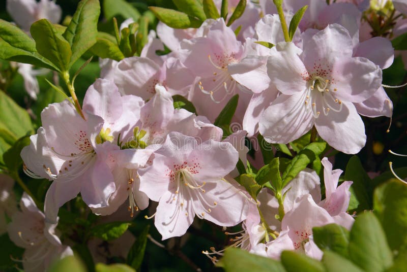 Pink azalea spring flowers stock photo. Image of details - 146756286