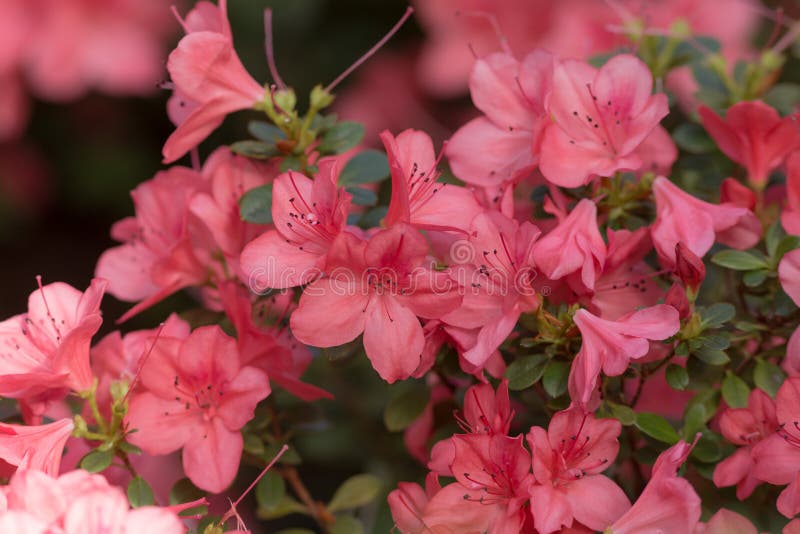 Pink Azalea in Spring Garden Stock Photo - Image of nature, blooming ...