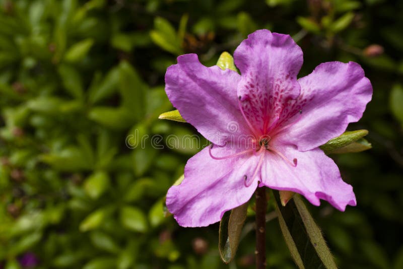 Pink Azalea in Summer Sunlight Stock Photo - Image of petals, green ...