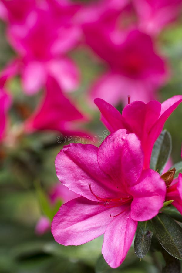 Pink azalea bush stock photo. Image of nature, close - 22519230