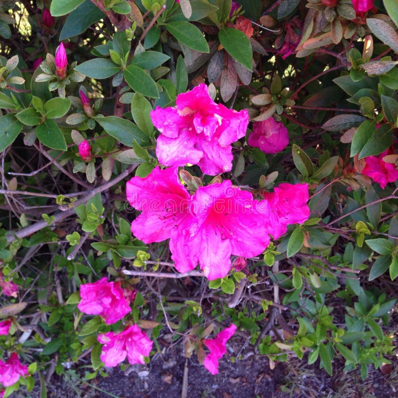Pink Azaleas stock photo. Image of bush, plants, pink - 78591024