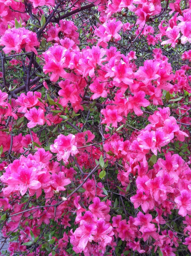 Pink Azaleas stock image. Image of scene, gardens, blooming - 49564741