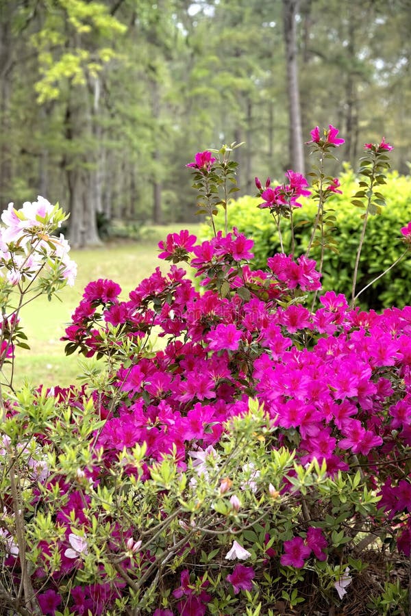 Pink Azaleas in Full Bloom during Spring Stock Image - Image of flower ...