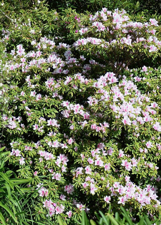 Pink Azaleas in the Garden at Spring Time Stock Image - Image of ...