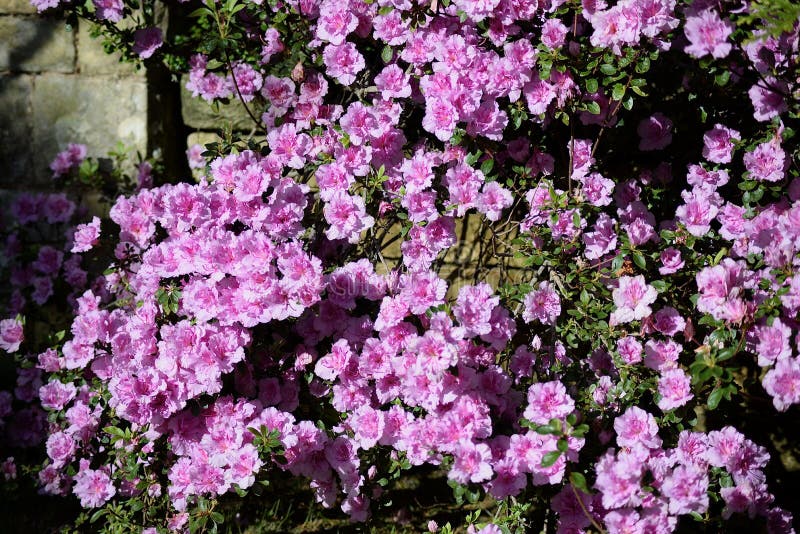 Pink Azaleas in the Garden at Spring Time Stock Image - Image of ...