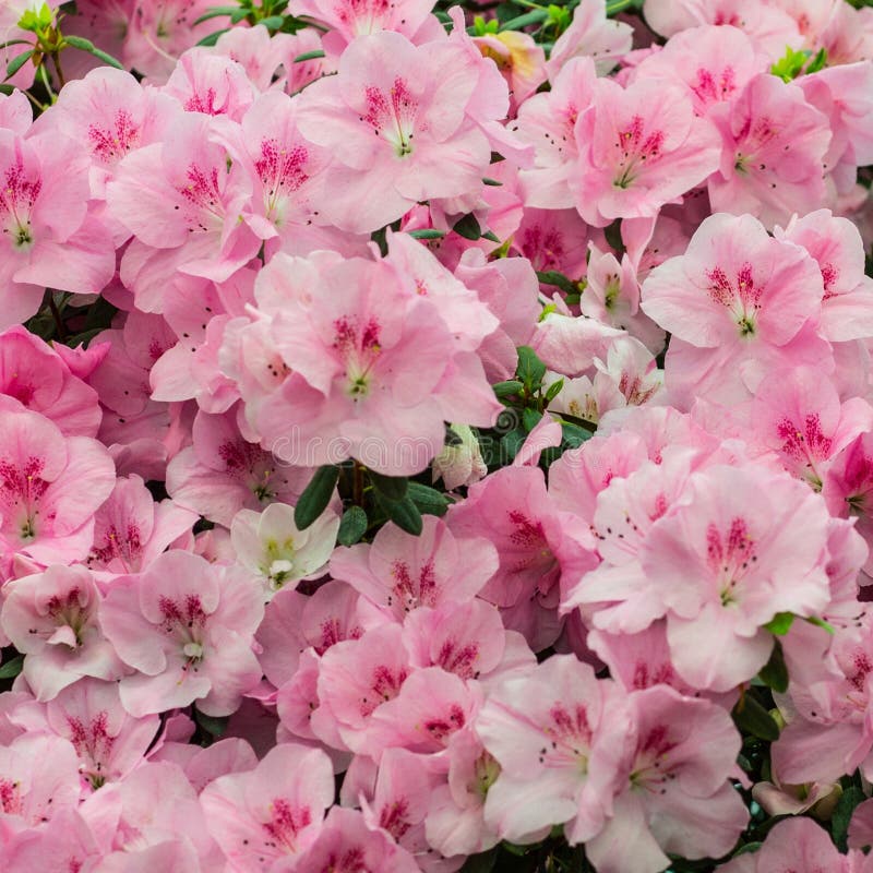 Pink azaleas with white stock photo. Image of azaleas - 280746870