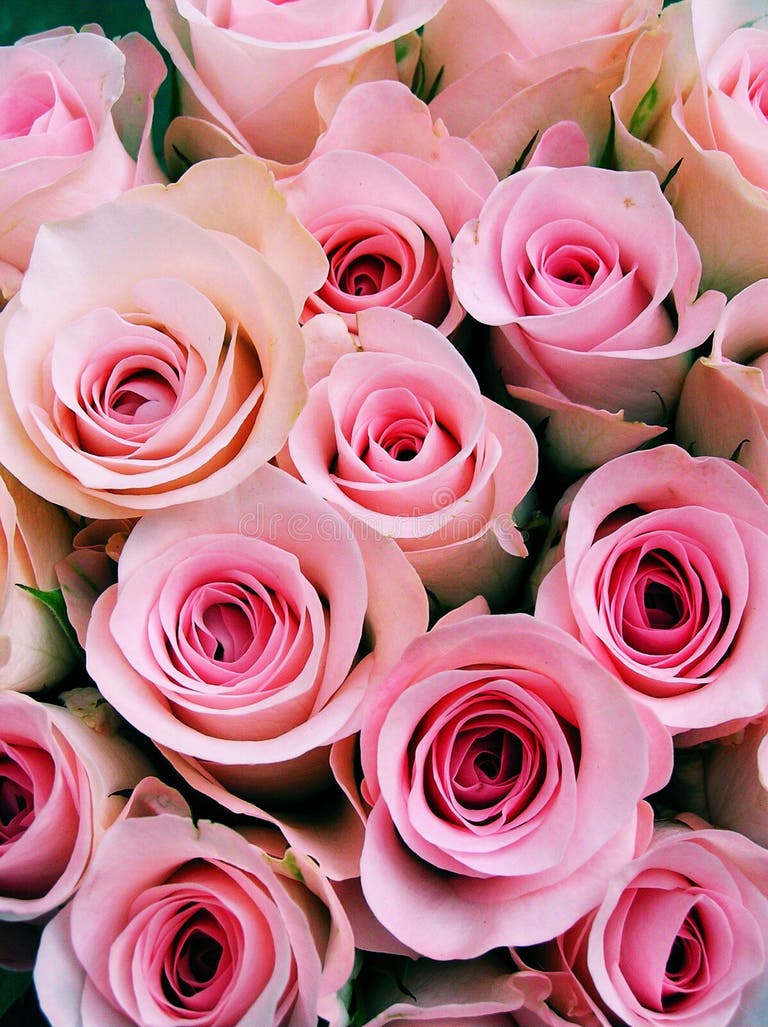 3,887 Baby Pink Roses Stock Photos - Free & Royalty-Free Stock Photos ...