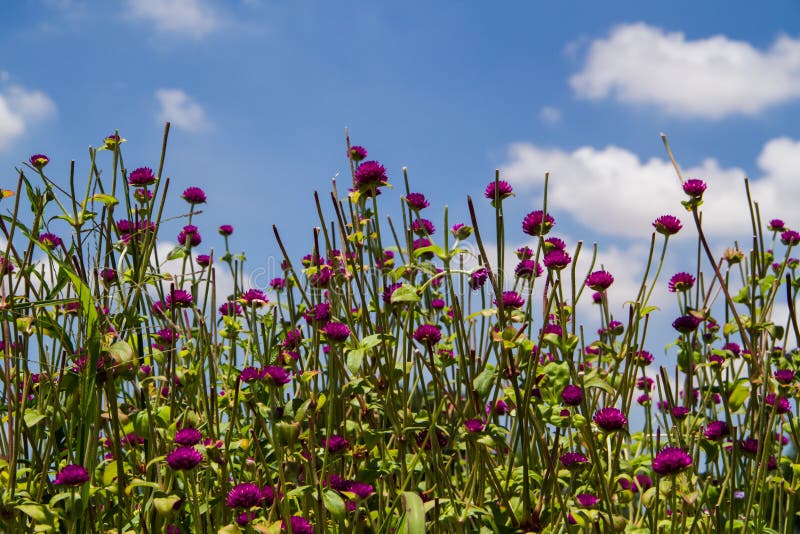 Pink Bachelor Button, Pokok Butang Ungu, Button Agaga, Everlasting ...
