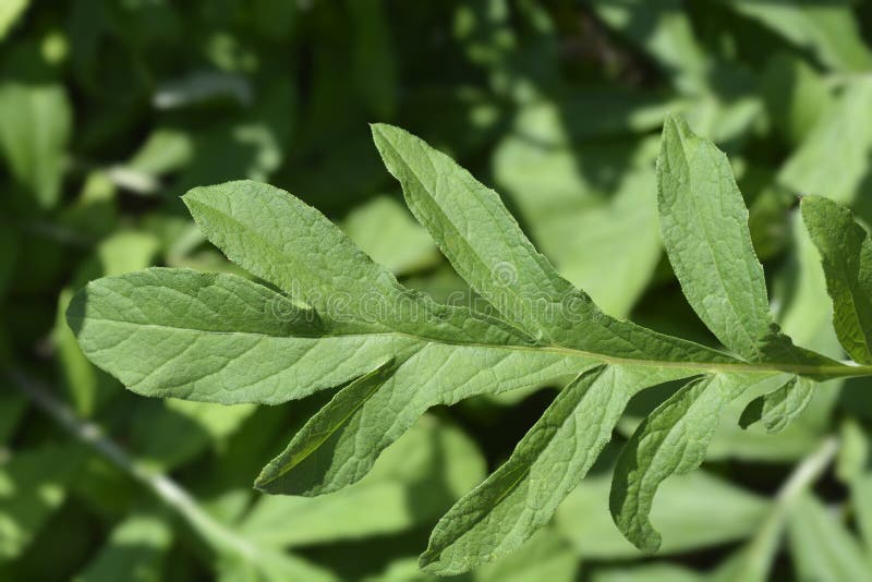 Pink Bachelors Button stock photo. Image of centaurea - 199709732