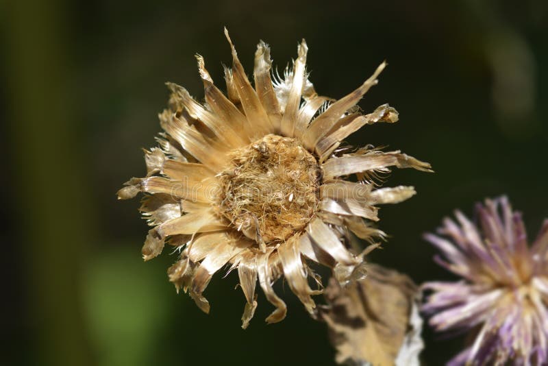 Pink Bachelors Button stock photo. Image of cornflower - 253257940