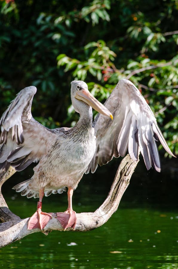 Pink-backed Pelican Picture. Image: 85272614