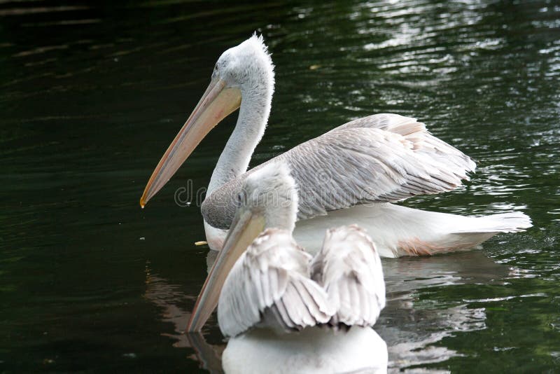 Pink-backed Pelican (Pelecanus Rufescens) Royalty Free Stock Photo ...