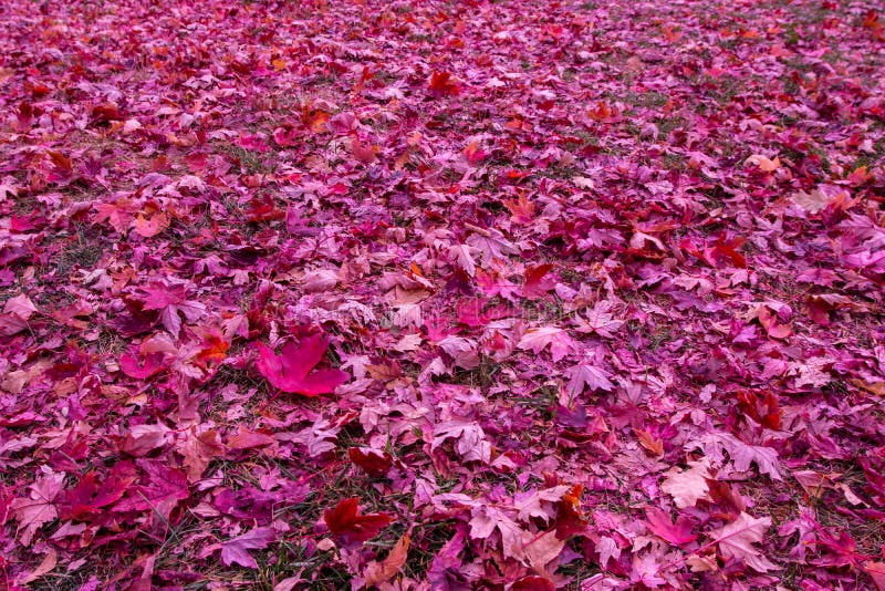 Pink stock photo. Image of backgruond, autumn, colors - 47955940