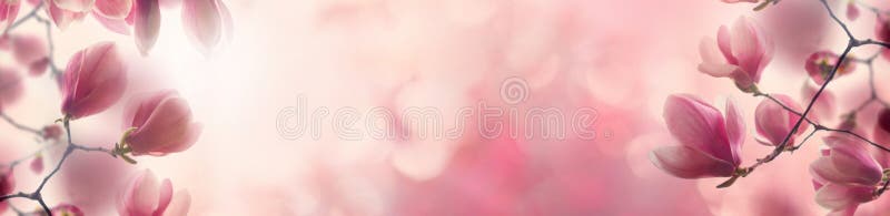 Pink Background with Spring Flower and Sparkle Stock Image - Image of ...