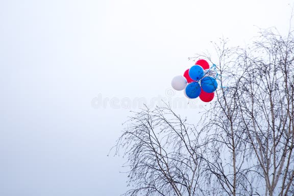 Pink Balloons on a Tree Branch, Balloons Caught on Tree Stock Image ...