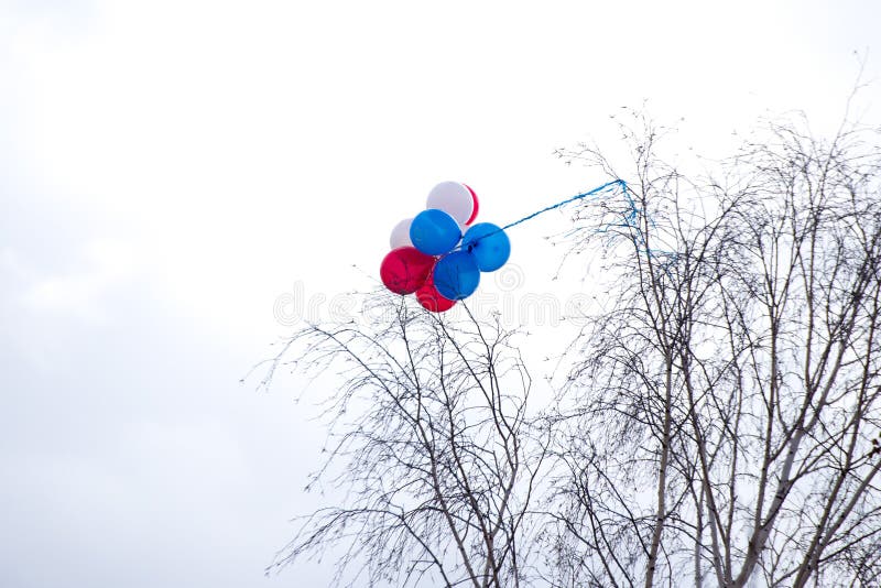 Pink Balloons on a Tree Branch, Balloons Caught on Tree Stock Photo ...