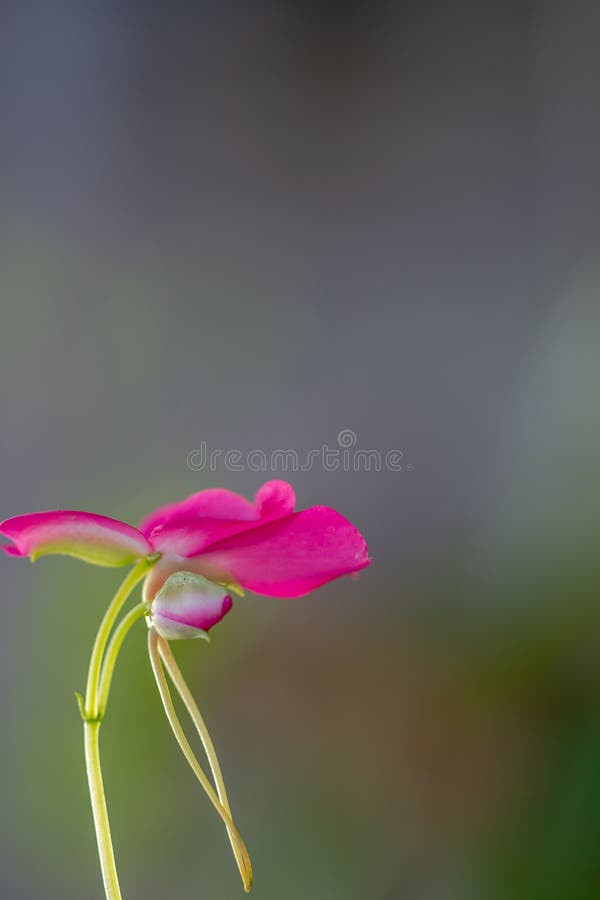 A Pink Balsam Flower with a Green Stem Stock Photo - Image of impatiens ...