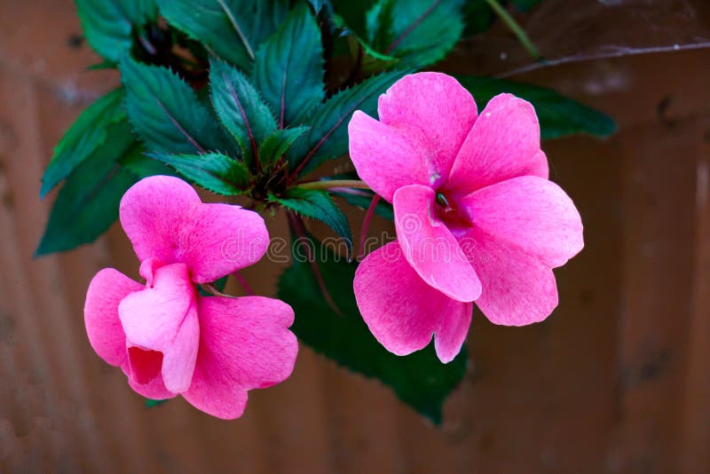 The Pink Balsam Flowers Bloom between the Green Leaves Stock Image ...
