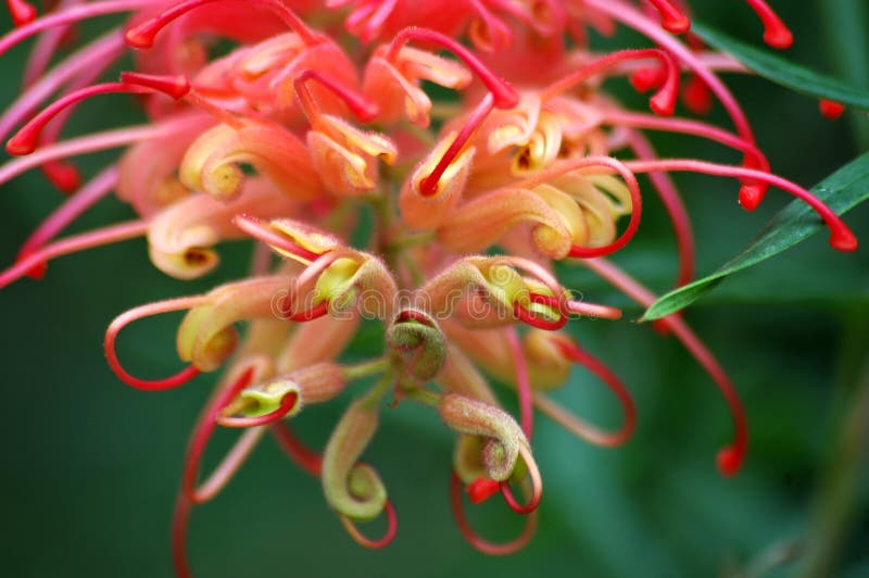Pink Banksia stock photo. Image of flower, botany, botanical - 687512