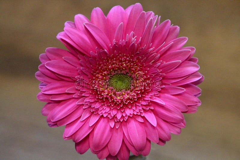 Pink Barberton Daisy Flower Stock Photo - Image of plant, season: 258733108