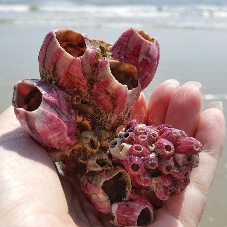 Pink Acorn Barnacle stock image. Image of boats, edge - 64689651