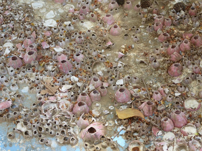 Underside Of An Empty Biodegradable Molded Pulp Fiber Egg Carton Tray ...