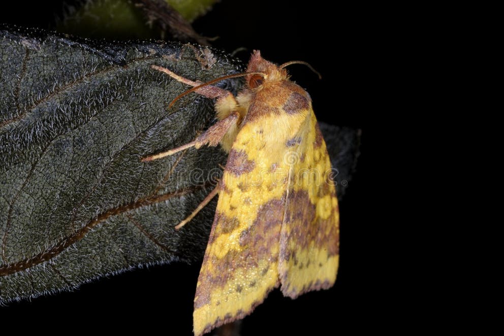 Pink-barred Sallow, Xanthia Togata Stock Image - Image of summer ...
