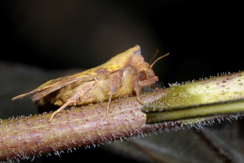 Xanthia Flower Stock Photos - Free & Royalty-Free Stock Photos from ...