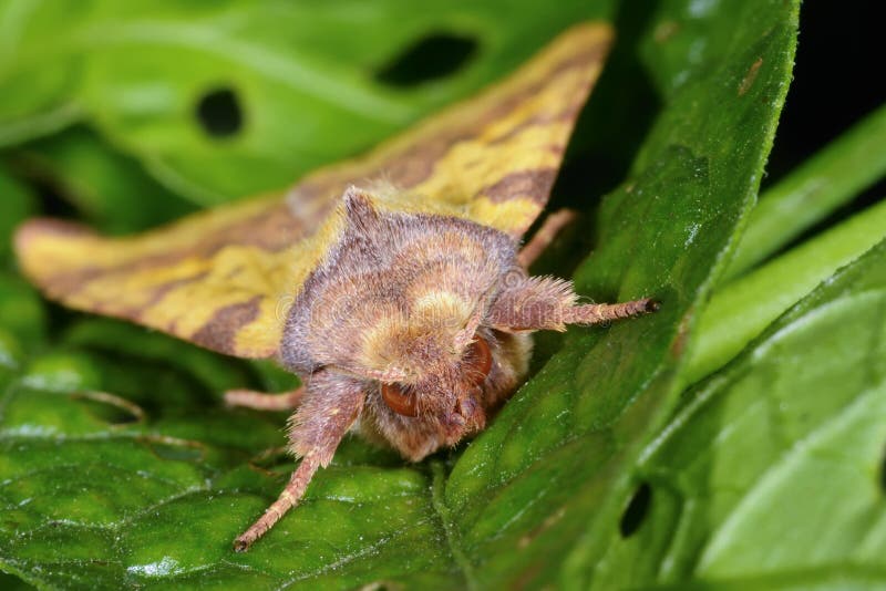 The Pink-barred Sallow, Xanthia Togata Stock Photo - Image of antitype ...