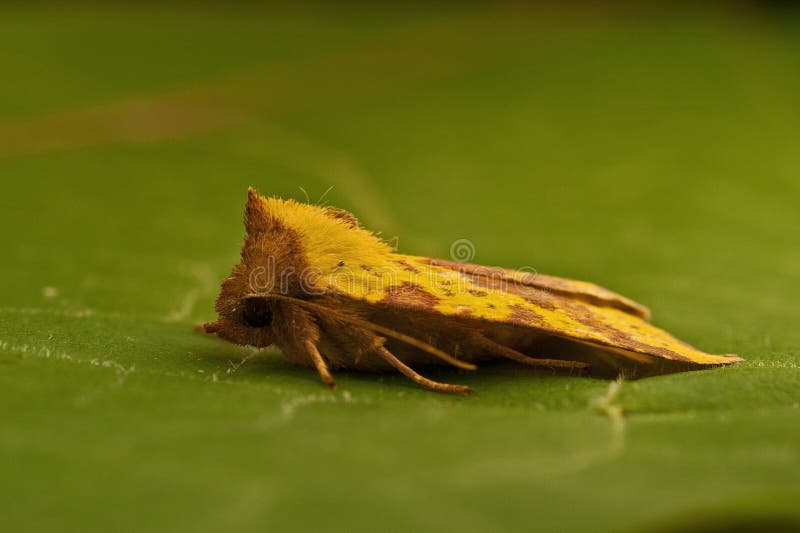 The Pink-barred Sallow, Xanthia Togata Stock Photo - Image of copper ...