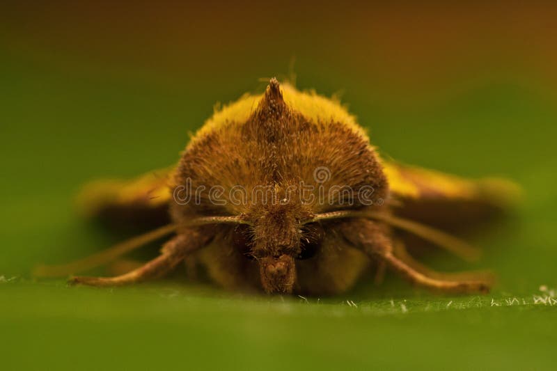 The Pink-barred Sallow, Xanthia Togata Stock Photo - Image of antitype ...