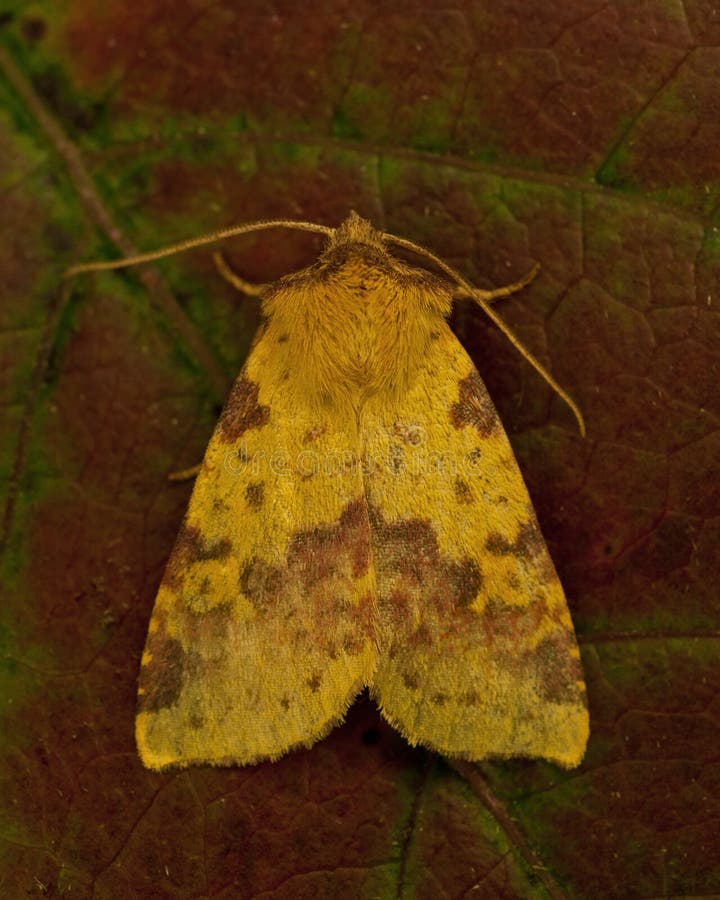 The Pink-barred Sallow, Xanthia Togata Stock Image - Image of feathered ...