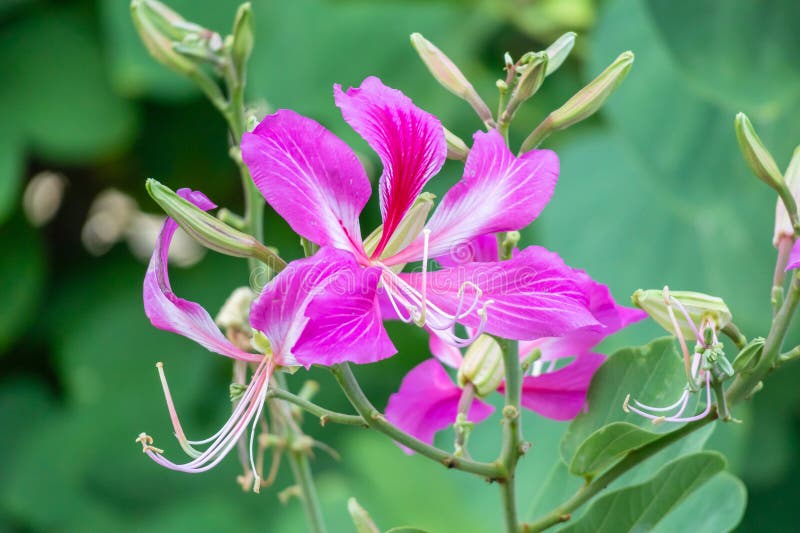 Bauhinia Flower Blooming on Tree Close Up Stock Image - Image of ...