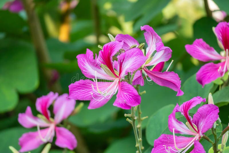 Pink Bauhinia Flower Blooming on Tree Closeup Stock Image - Image of ...