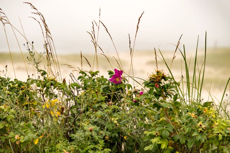 Pink Beach Rose in Cape Cod Stock Image - Image of landscape, season ...