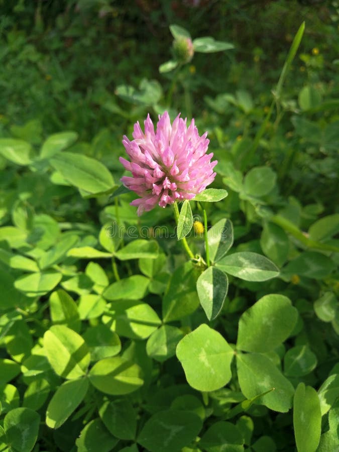 Beautiful Clover Flower in the Meadow Stock Image - Image of beauty ...